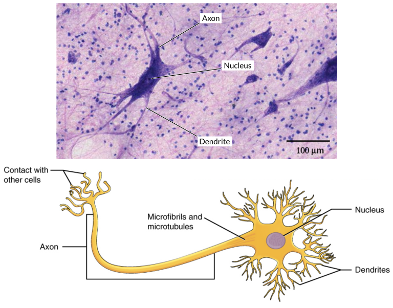 5.4 Nervous Tissue – Introduction to Human Biology